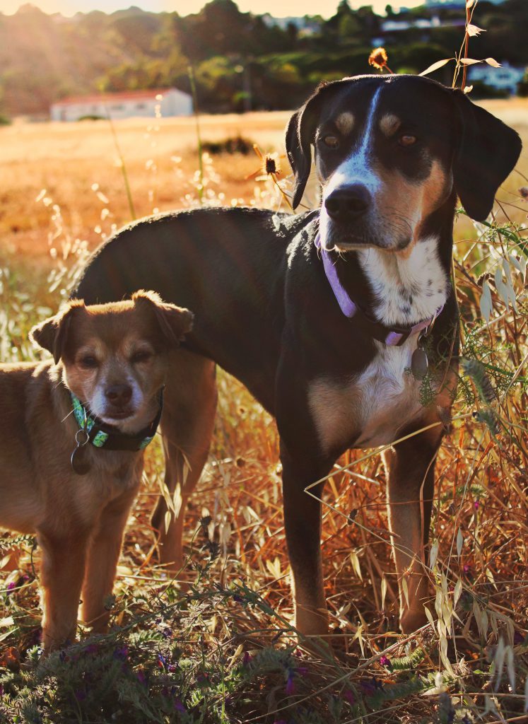 Perro mestizo ≠ perro de raza – AwfPaw