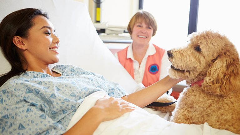 Cómo ayudan los animales de terapia a los enfermos
